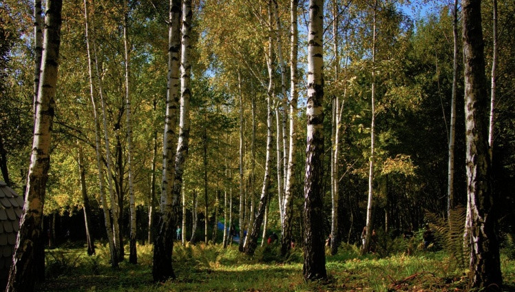 No crowds in the forests after they were re-opened to the public ...