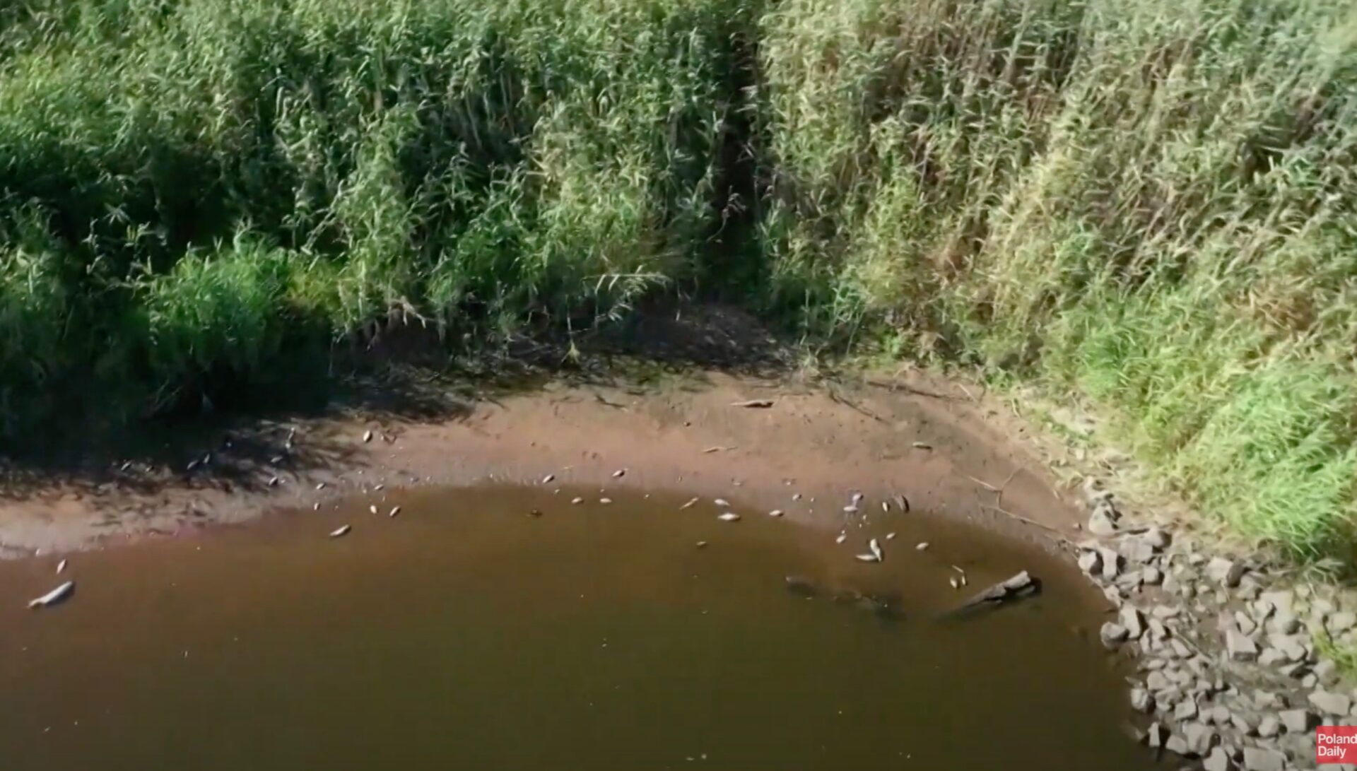 Dead fish in Oder River - Indications of water contamination [VIDEO ...