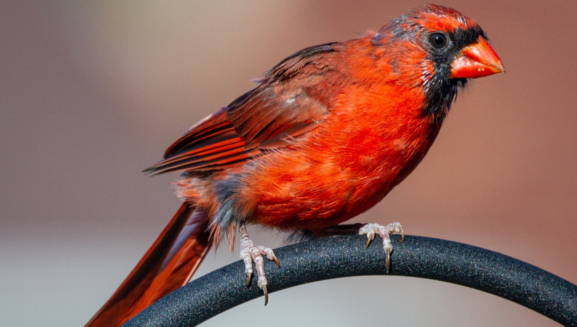 How do most birds that are red get their color? Red coloration - a ...