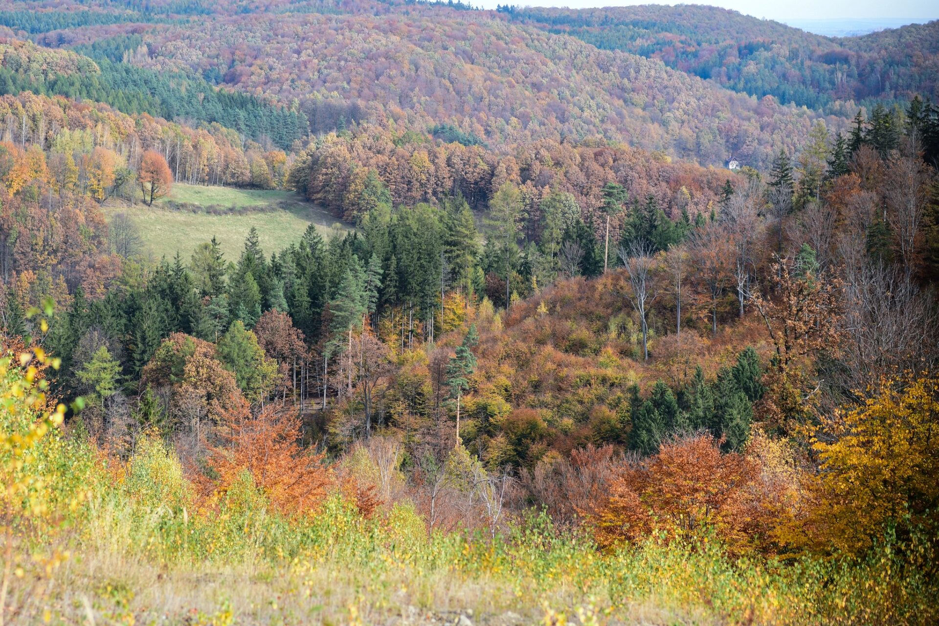 Let’s count the forest - PolandDaily24.com