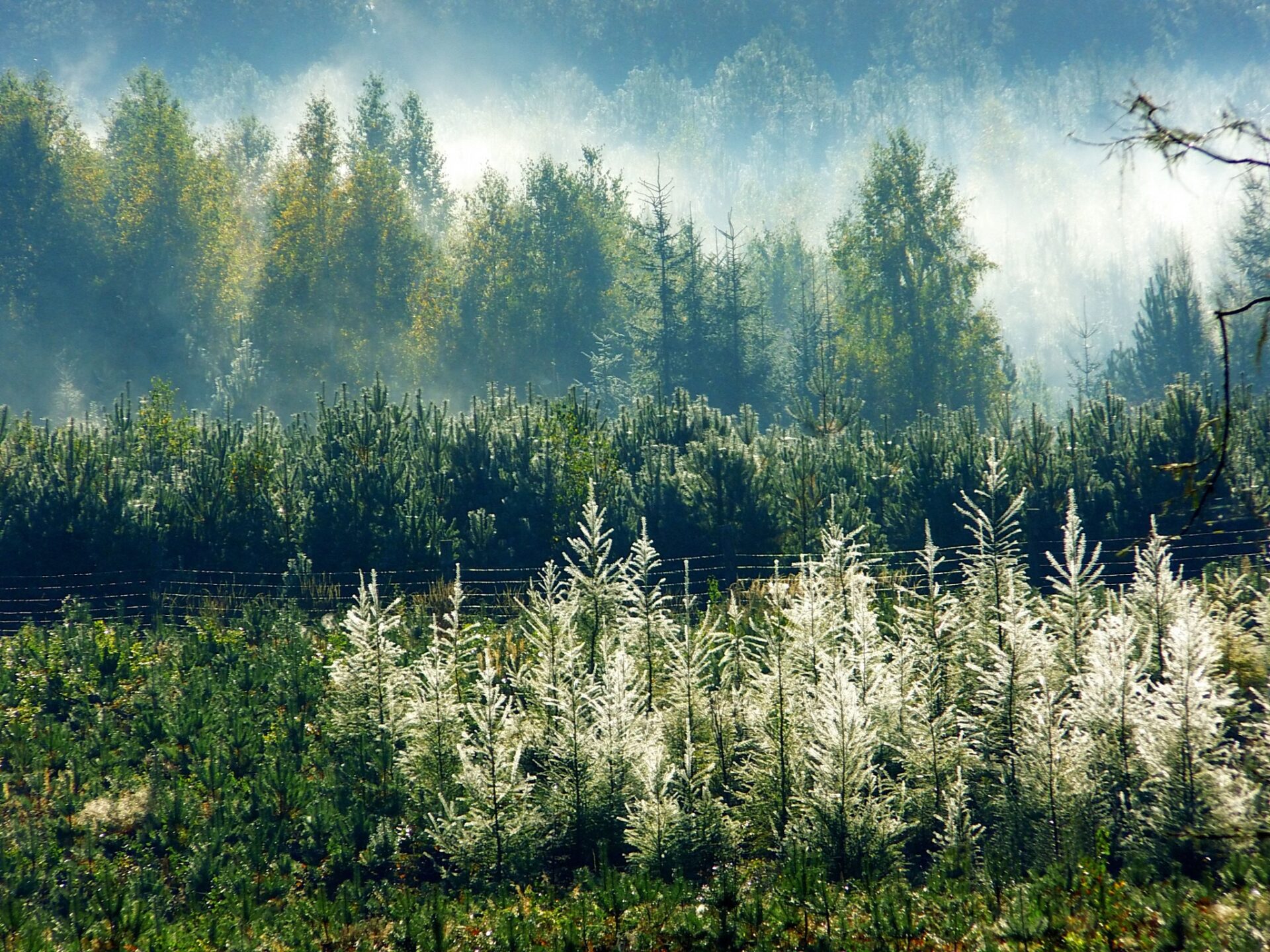 Expressing forest through numbers - PolandDaily24.com