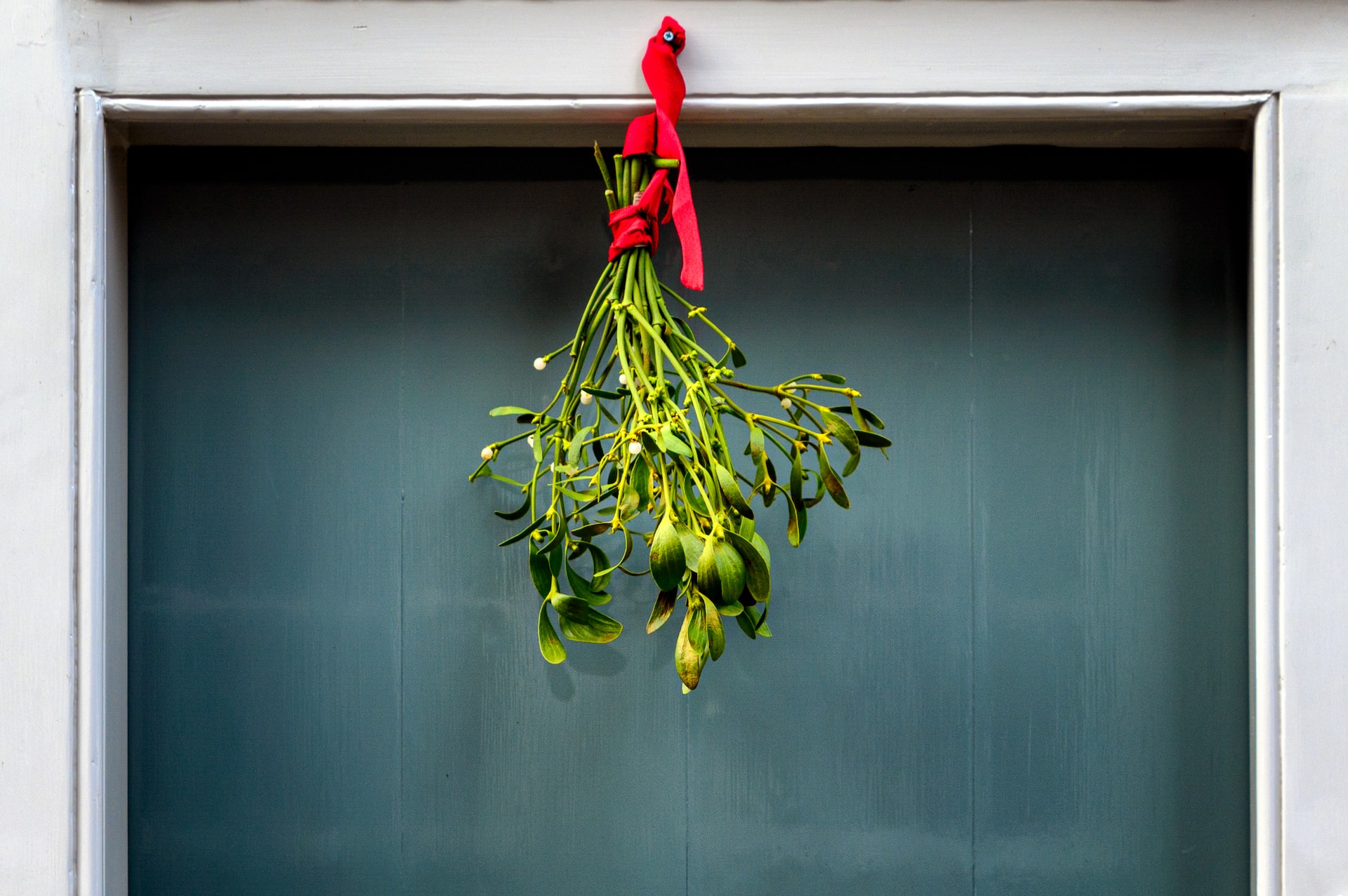 Mistletoe - a delicious snack for birds in winter