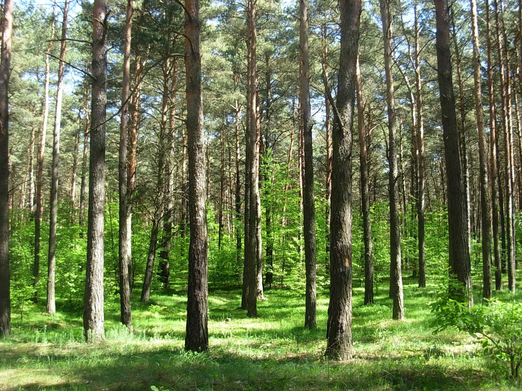 CJEU ruled on Polish forests