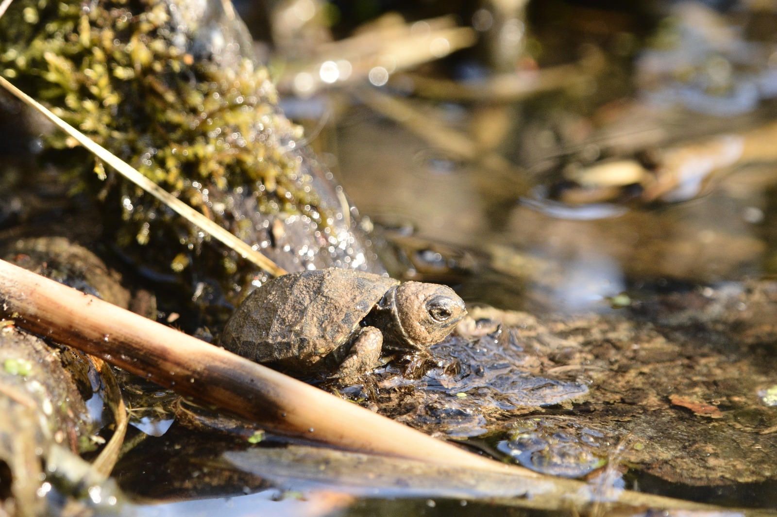 New nature reserve for the European pond turtle