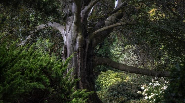 Polish Beech from Niemcza Wins European Tree of the Year 2024