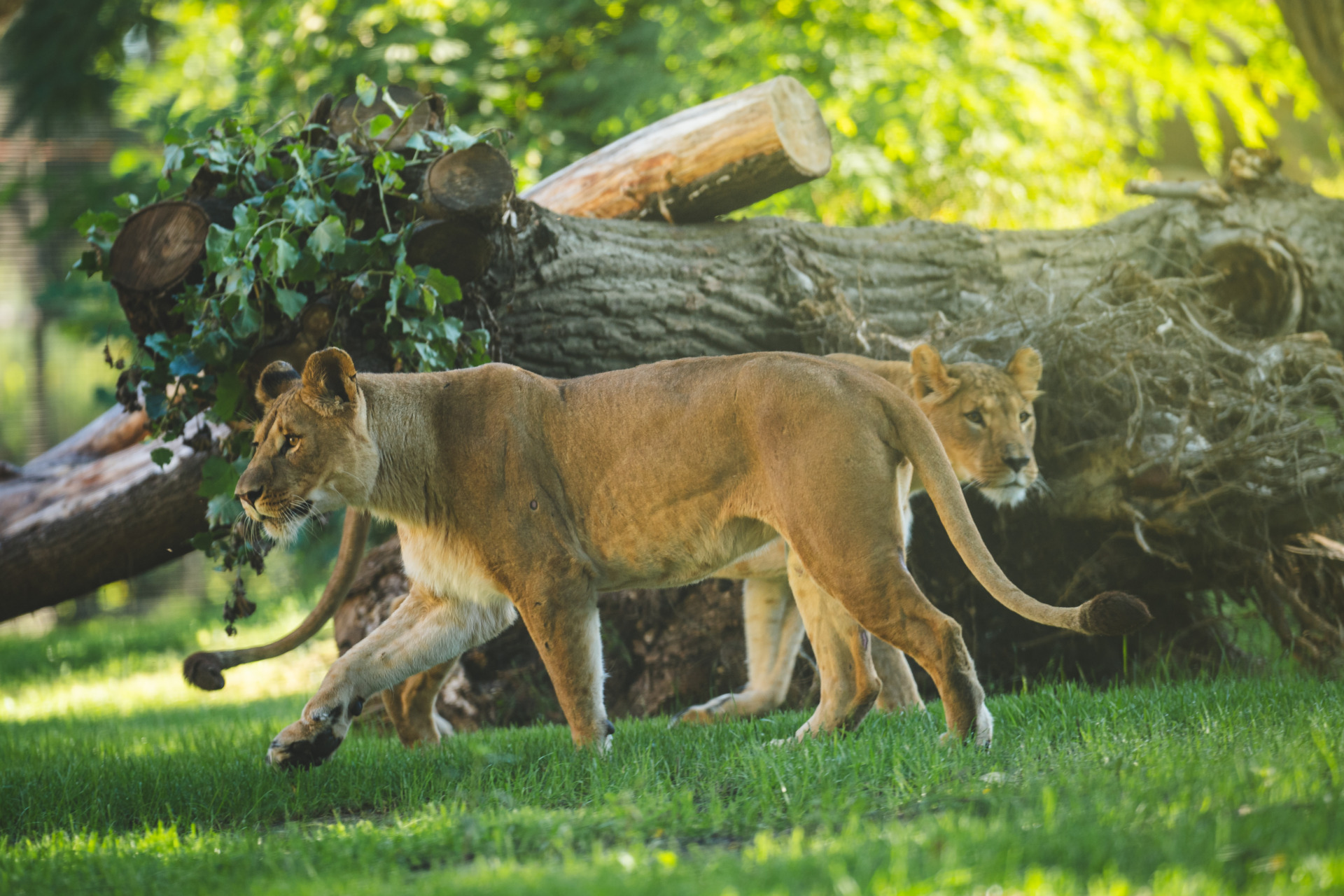 Wrocław Zoo Unveils State-of-the-Art Lion House