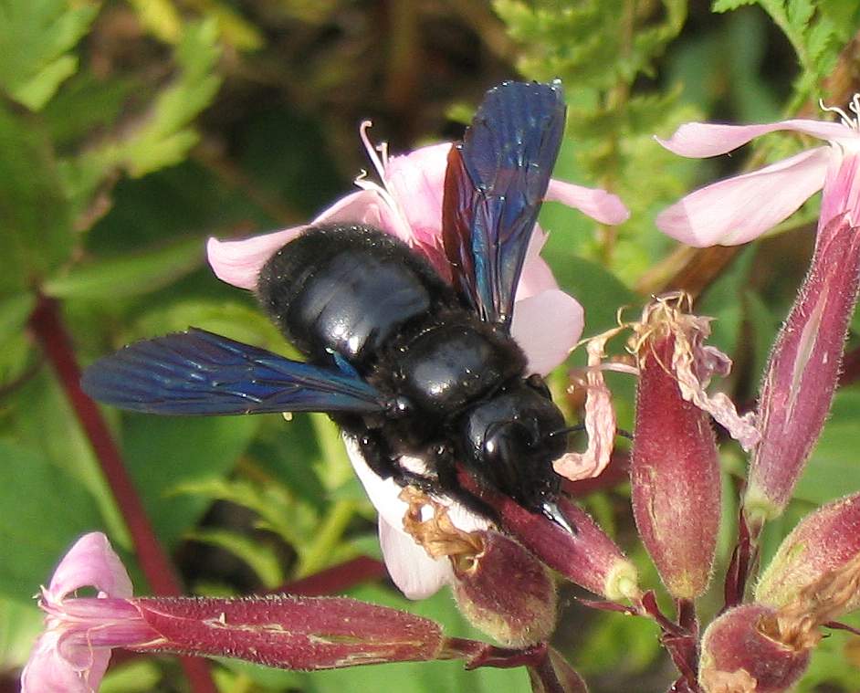 Rare Black Bee Spotted on Wrocław University Campus